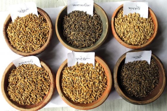 Aus-Paddy-seeds-cropped - Seeds, Soil & Culture | Seeds, Soil & Culture