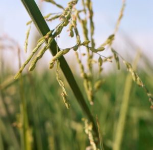 Hmong rice - Seeds, Soil & Culture | Seeds, Soil & Culture